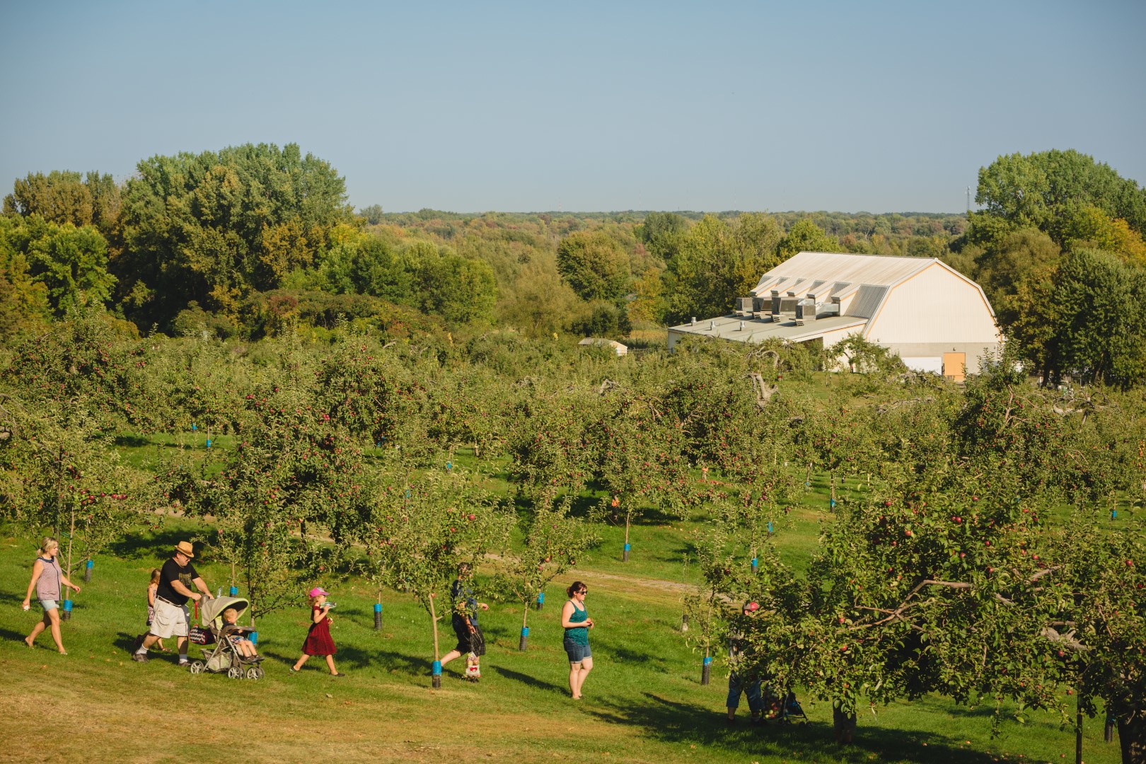 plan du verger biologique — Île Saint-Bernard